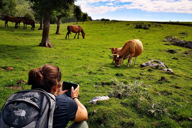 Hiking Experience in Asturias, from Gijón or Oviedo - Why Choose This Hiking Tour in Asturias?