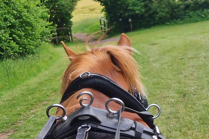 Horse drawn carriage ride york - What to Expect from the Carriage Ride