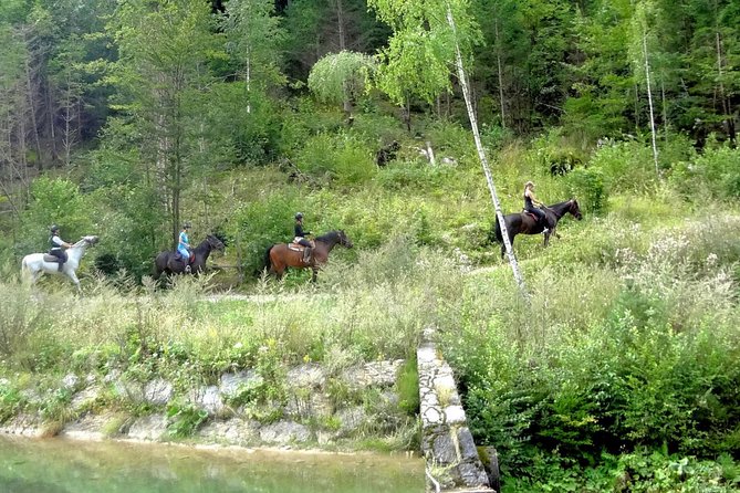 Horse Riding in Bled - The Realities from Reviews: What Travelers Say