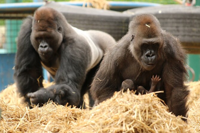 Howletts Day Ticket - Step Inside Howletts: An Overview