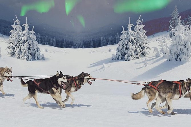 Hunting Northern Lights with Husky - The Cozy Part of the Tour: Food, Warmth, and Atmosphere