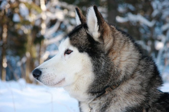 Husky Dog Sledding Tour From Riga - What to Expect from the Husky Dog Sledding Experience