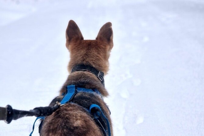 Husky Hike, Snowshoe hike with huskies - Who Will Love This Tour?