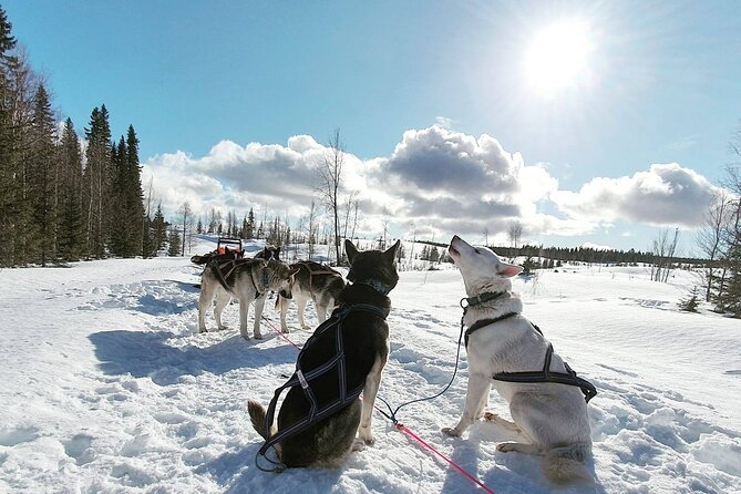 Husky Sledding Tour - What to Expect from the Husky Sledding Experience