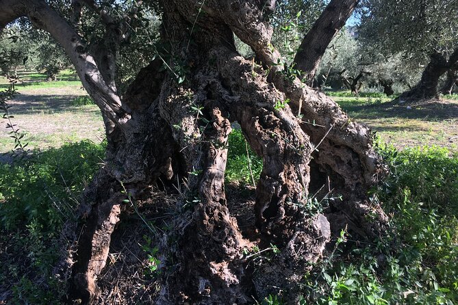 In Crete Discover the miracle of Olive Oil and Organic Fruits - Practical Tips for Travelers