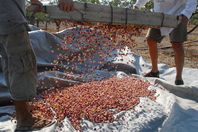 Insightful Pistachio Orchard and Factory Tour - Exploring Aegina’s Pistachio Heritage