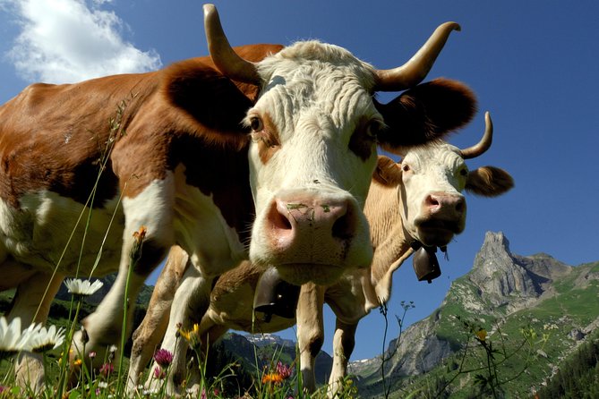 Interlaken and Grindelwald Day Trip from Lucerne - The Real Deal: What This Tour Offers Versus Expectations