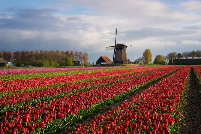 Keukenhof Tulip Garden Tour - A Closer Look at the Keukenhof Tulip Garden Tour