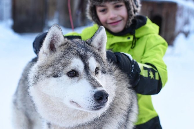 Lapland Husky Safari from Saariselkä - Key Points