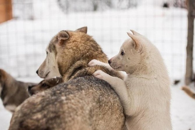 Lapland Reindeer and Husky Safari from Levi - Key Points