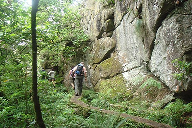 Laurissilva Forest Walk - Discovering the Laurissilva Forest: What to Expect
