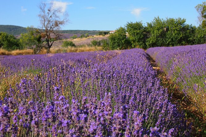 Lavender Full-day Tour in Sault From AIX-EN-PROVENCE - What You Can Expect from the Itinerary