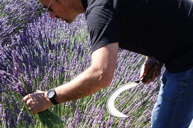Lavender Harvesting and Distillation Workshop in Bellegarde - What to Expect from the Lavender Workshop in Bellegarde