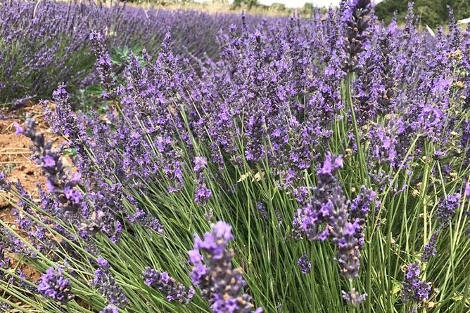 Lavender in Sault Small Group Half-Day Trip - Discovering Provence’s Lavender Landscape