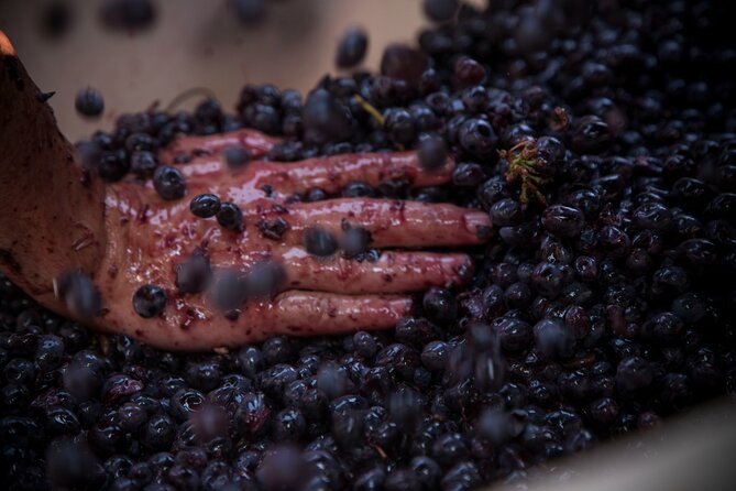 Lucca - Wine tasting at Tenuta Mareli - An Introduction to Tenuta Mareli’s Wine Tasting Experience