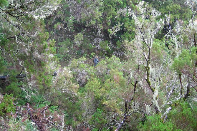 Madeira Levada Walk - Rabacal Lakes and Fountains - Deep Dive into the Tour Itinerary