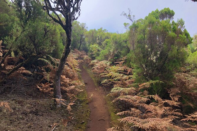 Madeira: Private Guided Walk Vereda Fanal PR13 - An Authentic Look at Madeira’s Natural Highlights