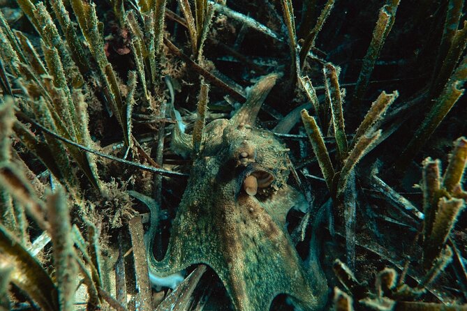 Marine Biology & Snorkelling Experience in the Cinque Terre - What to Expect from the Cinque Terre Marine Experience