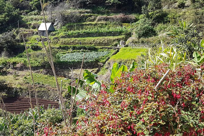 Maroços - Mimosa Valley Walk - A Detailed Breakdown of the Tour Experience