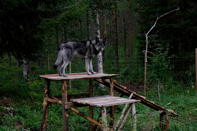 Meet Taivas & the Arctic Wolves - Private Tour - A Detailed Look at the Itinerary