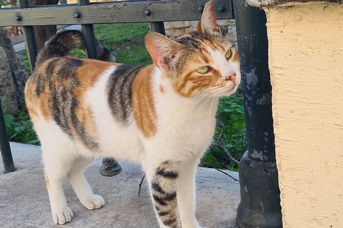 Meet the Cats of Acropolis and Thissio Private Tour - A Deeper Look at the Tour Itinerary