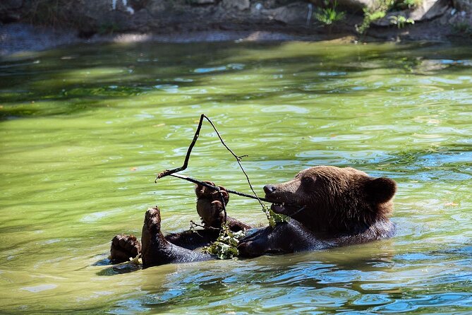Meet the Free Bears and visit Dracula's Castle in a Day Trip from Bucharest - Discovering the Perfect Balance of Nature and Legend