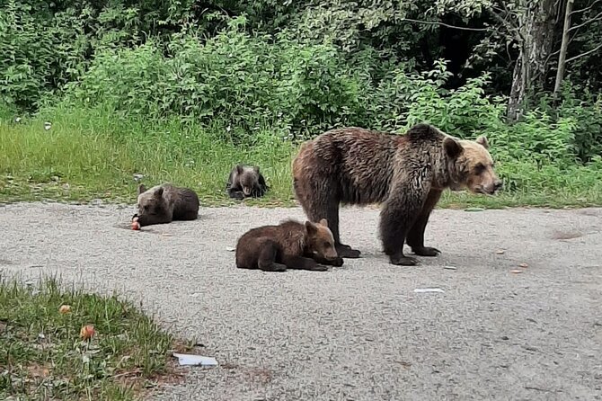 Meet Wild Brown Bears on the Roads to Real Dracula's Fortress - An In-Depth Look at the Road to Dracula’s Fortress and Beyond