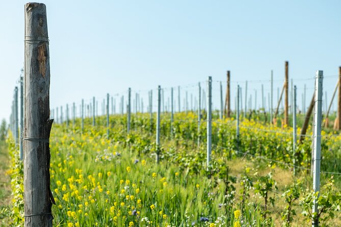 Monferrato (Asti): Wine Tour with light lunch picnic in the vineyards - Key Points