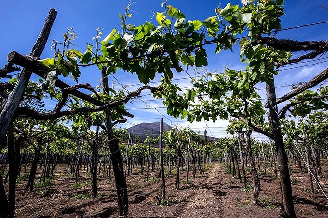 Mount Vesuvius & Wine Tasting with Lunch Private Tour from Amalfi Coast - Mount Vesuvius: A Walk on the Edge of Fire