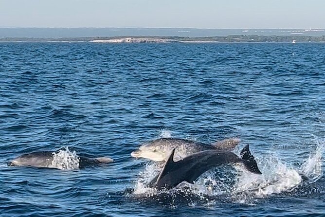 National Park Brijuni Tour from Pula with Dolphins, Sunset&Dinner - The Experience in Detail