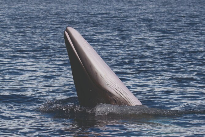 NEW Lagos-Watching Dolphins and Benagil Cave with Biologists - Key Points