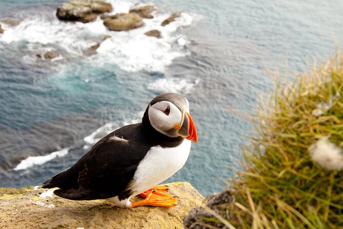 North East Coastal Trail Small Group Day Tour from Aberdeen - An In-Depth Look at the Itinerary and Experience
