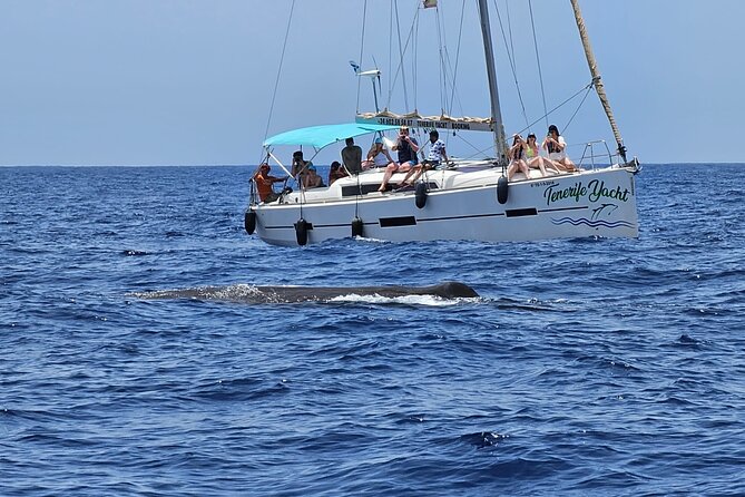 Ocean Pack Tenerife Jet Ski and Yacht Whale Watching - Marine Wildlife Watching: Encountering Whales and Dolphins