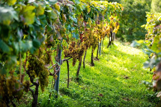 Olive farm & village - Why This Tour Stands Out