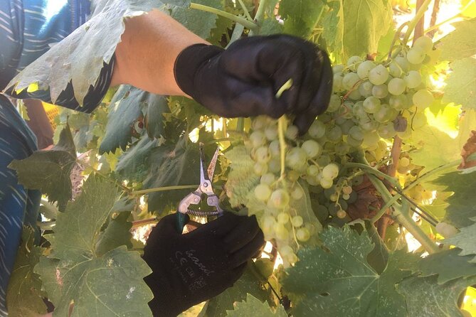 Olive Mill and Winery Experience at Castiglione in Teverina - Discovering the Real Italy: What the Tour Offers