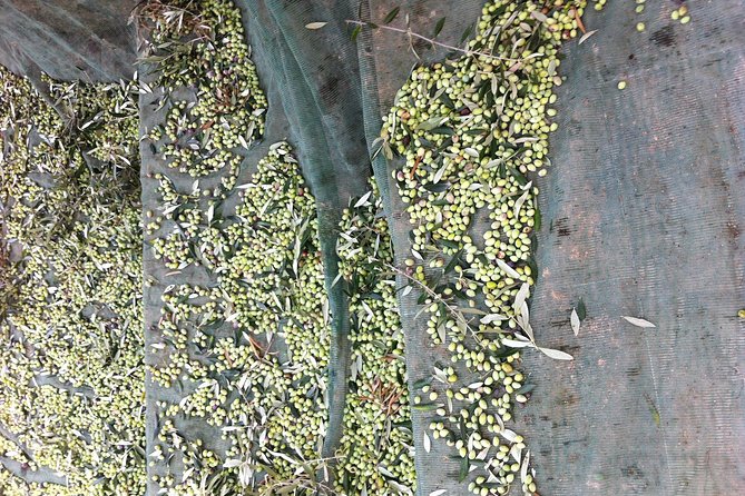 Olive Oil Tasting Tour - A Closer Look at the Olive Oil Tasting Tour in Crete
