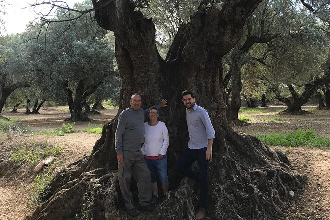 Olive Oil Tour and Visit to Belchite Old Town - The Heart of the Experience: Olive Oil and Molino Alfonso