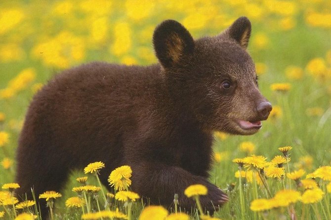 One day trip Bear Sanctuary Dracula Castel and Rasnov Fortress from Brasov - A Deep Dive into the Itinerary