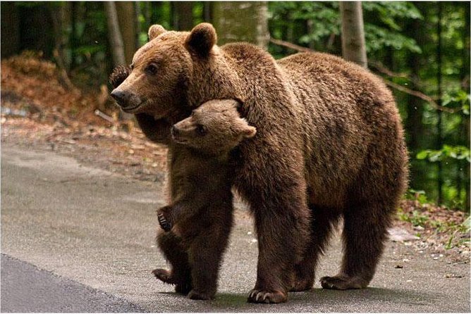 One day trip Bear Sanctuary, Dracula Castle, Rasnov Fortress from Brasov - Key Points