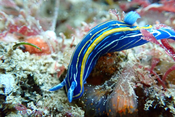 Open Water Diver Course in Arrabida Natural Park (Near Lisbon) - The Itinerary: What Will Your Three Days Look Like?