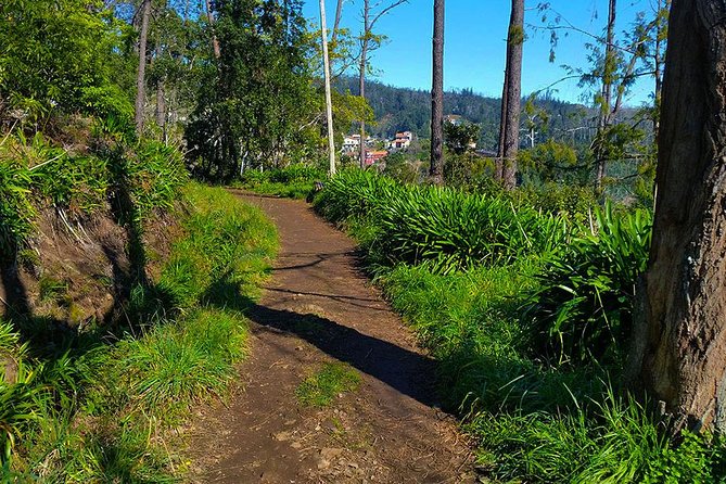 Paradise Valley - Levada Walk - A Detailed Look at the Madeira Levada Experience