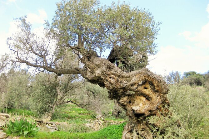 Paros Byzantine Path Ancient Greek Route Hiking Experience - Introduction: A Unique Walk into Paros’ Past