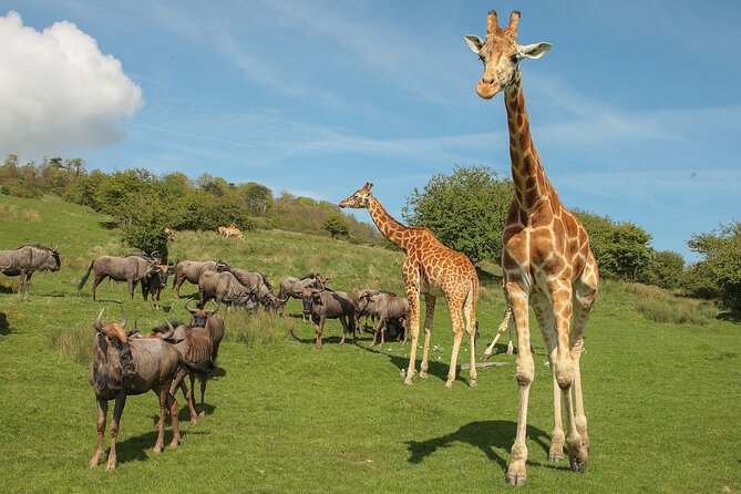 Port Lympne Day Ticket - What Does the Itinerary Entail?
