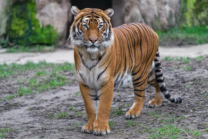 Prague Zoo Admission Ticket including Round Trip Transfer - Key Points
