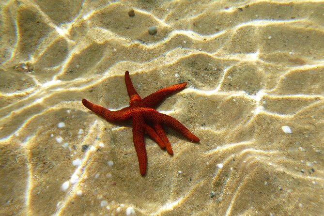 Private 1-Hour Guided Snorkeling Adventure with Go Pro Pictures - An In-Depth Look at the Snorkeling Tour
