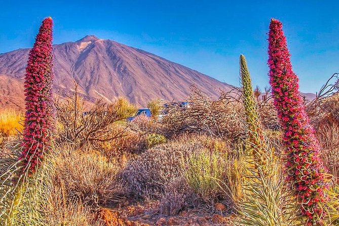 Private 8 hours Tour to El Teide from Tenerife Hotel with driver/guide - Why Choose a Private Tour to El Teide?