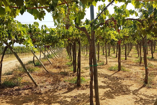 Private Algarve Wines Route - Exploring Quinta João Clara