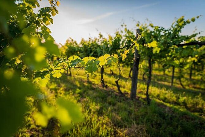 Private Arrábida and Comporta Wine Full Day Tour From Lisbon - Exploring the Itinerary in Detail