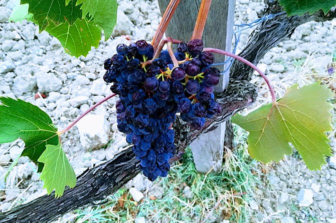 Private Art & Wine Tour in Cortona & Montepulciano, with lunch & 2 wine tastings - Who Should Consider This Tour?