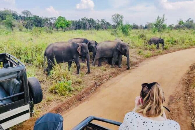 Private Day Trip To Sigiriya Dambulla and Safari From Trincomalee - An In-Depth Look at the Tour